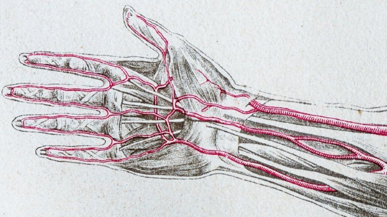 Birçok insan, fazladan atardamar geliştiriyor - ShiftDelete.Net